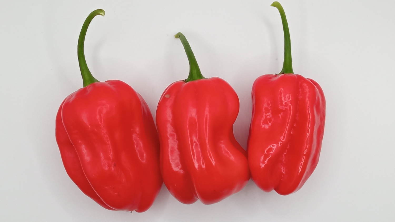 Острый перец Habanero Gambia