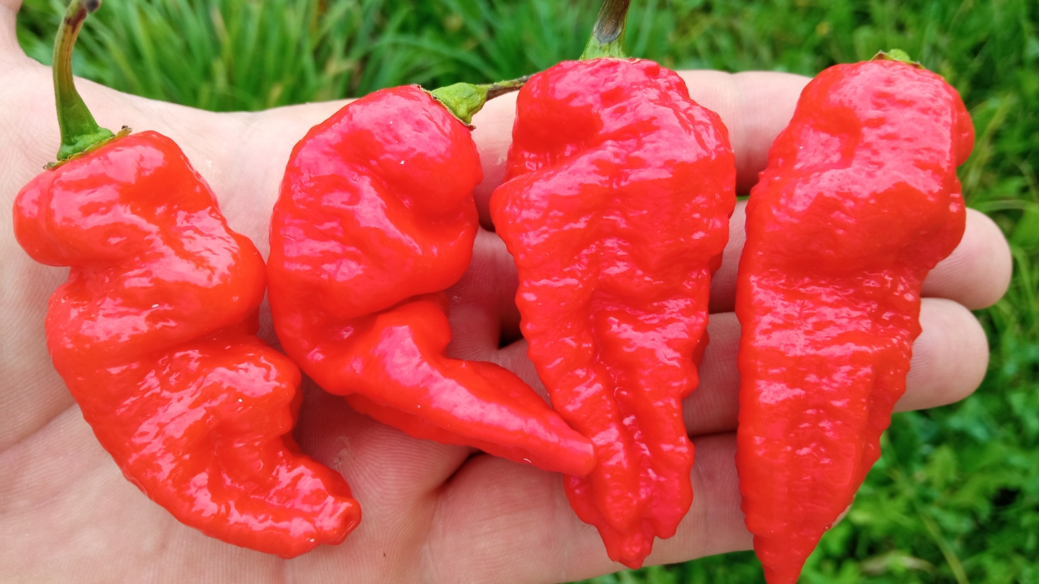 Острый перец Red Bhutlah SLP