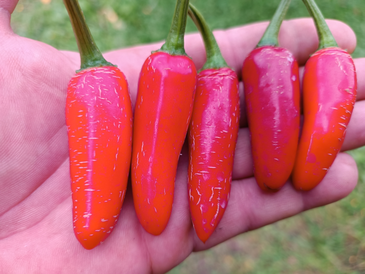 Острый перец Jalapeno Moriachi — Семена острых перцев — Семена ...
