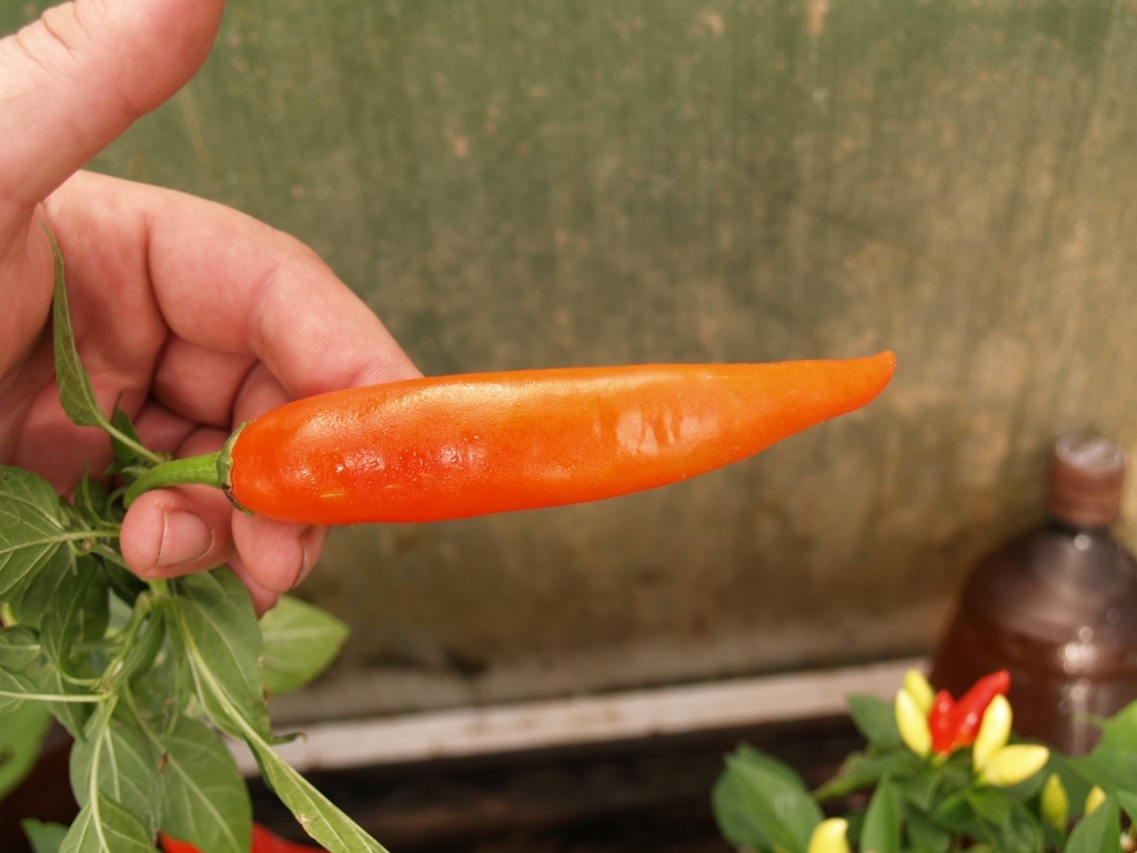 Cayenne Orange Pepper (Кайенский Оранжевый Перец)
