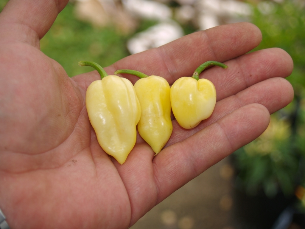 Habanero White (Острый перец Хабанеро уайт)