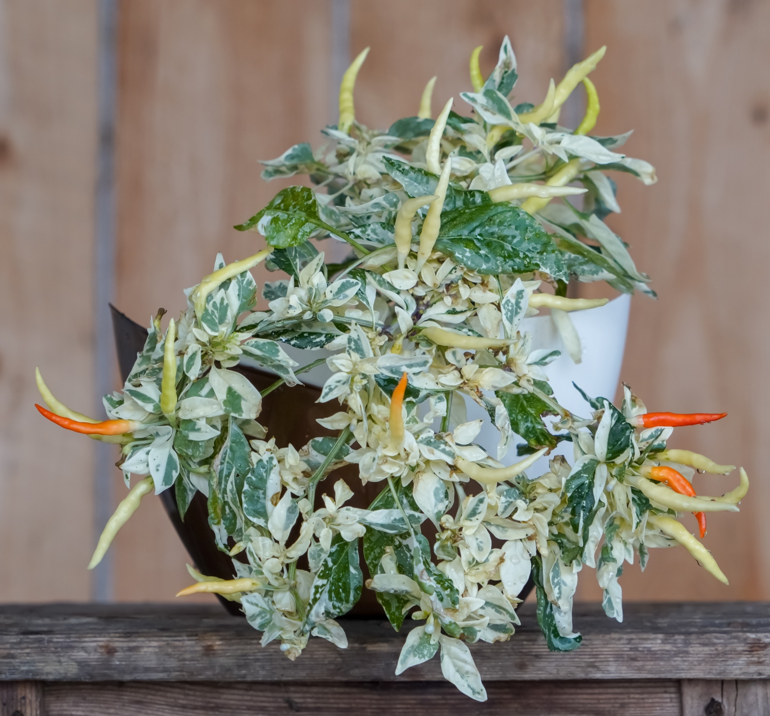 Острый перец Uchu