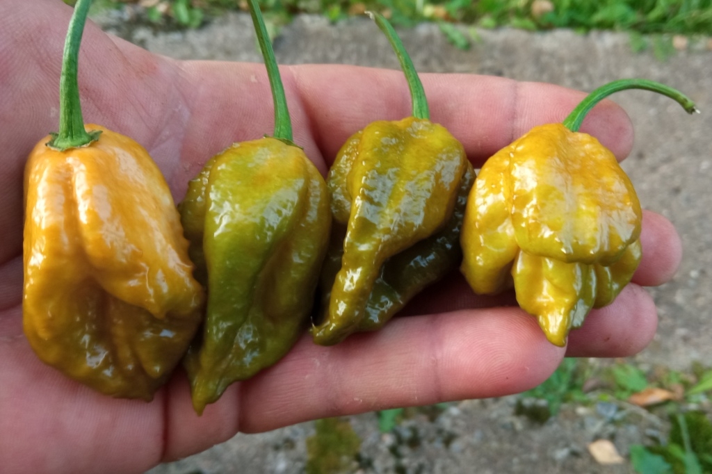 Острый перец Trinidad Scorpion Mustard