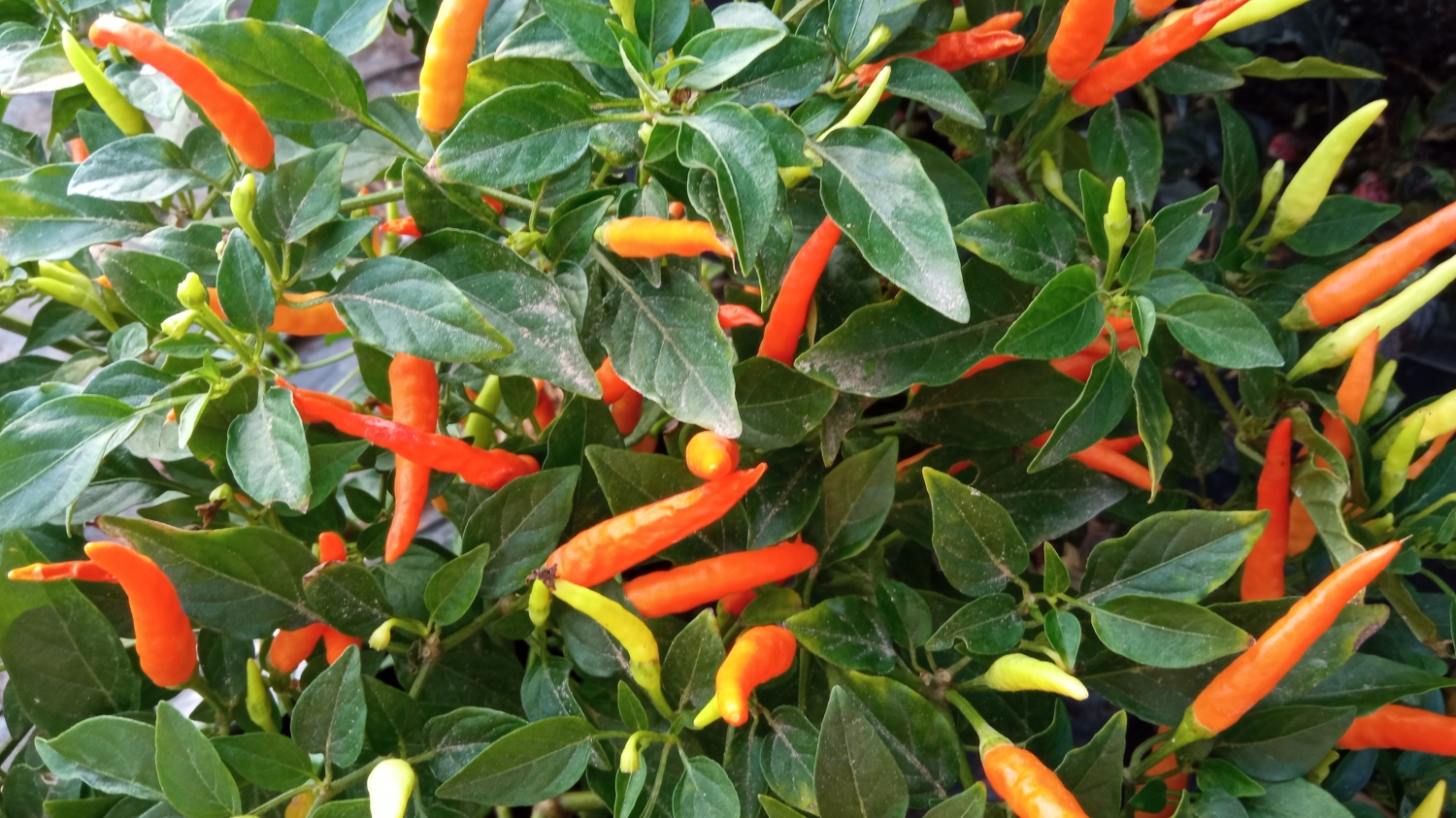 Orange tyger chilli