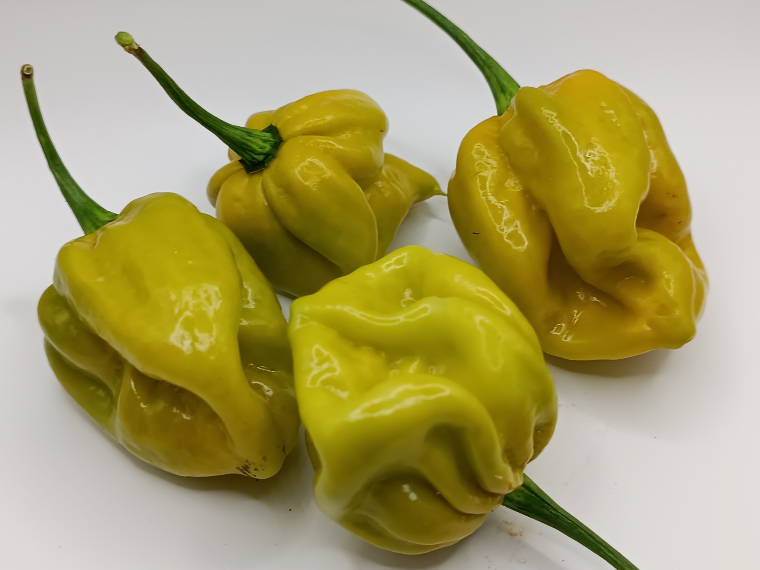 Острый перец Mustard Monster — Семена острых перцев — Семена — Каталог ...