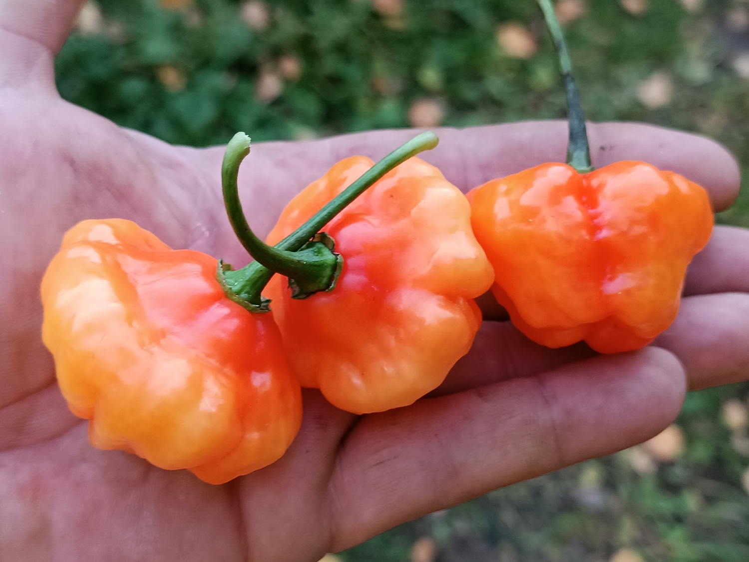 Острый перец Aji Dulce Puerto Rico — Семена острых перцев — Семена ...