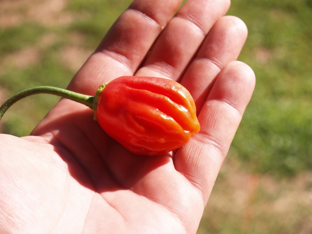 Aji Ecuadorian Red (Ахи Эквадорин Ред)