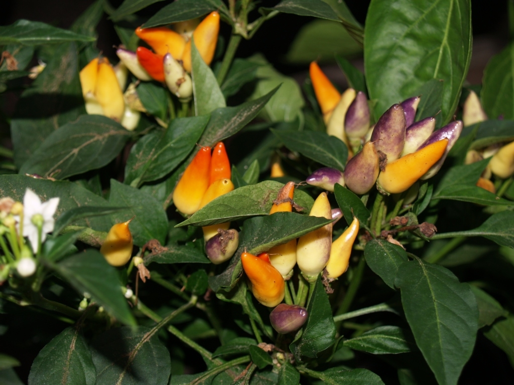 Pepper Ornamental Masquerade (Перец острый декоративный Маскарад)