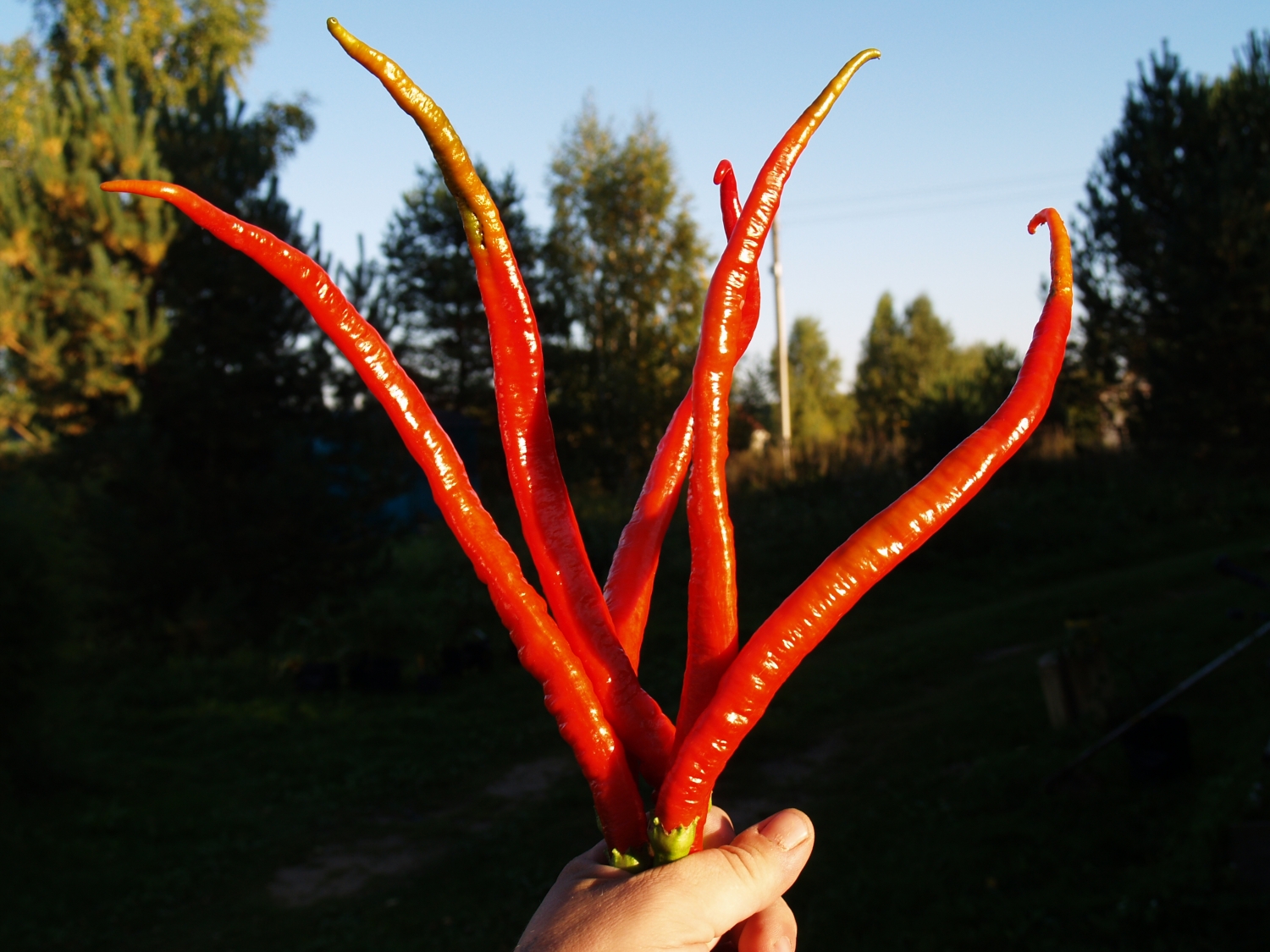 Joe`s Long Cayenne (Кайен длинный)