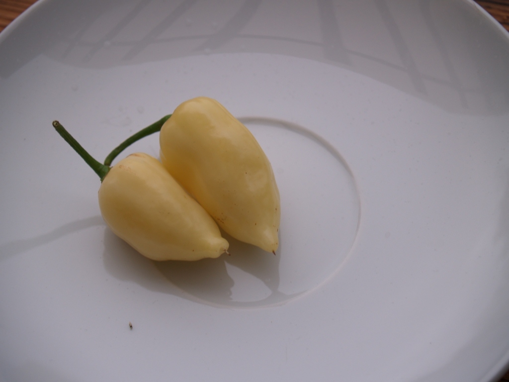 fatalii white, фатали белая