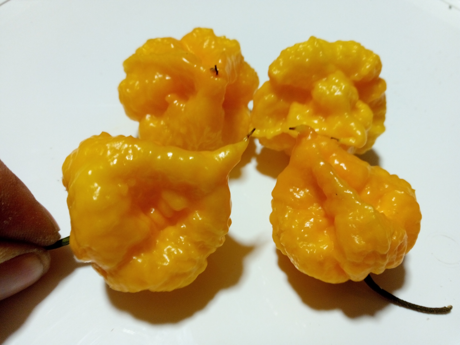 Острый перец Scotch Brain